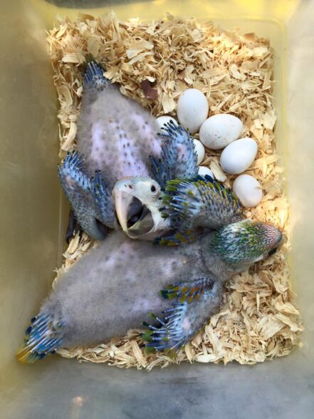 Exotic Birds for Sale | Pure Exotic Pets