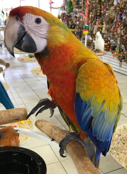 Exotic Birds for Sale | Pure Exotic Pets